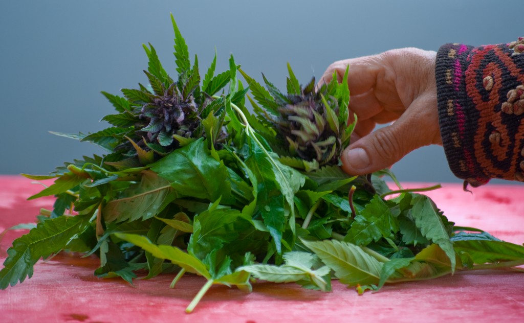 Don't Forget to Eat Your Greens - Marijuana Stocks | Cannabis ...