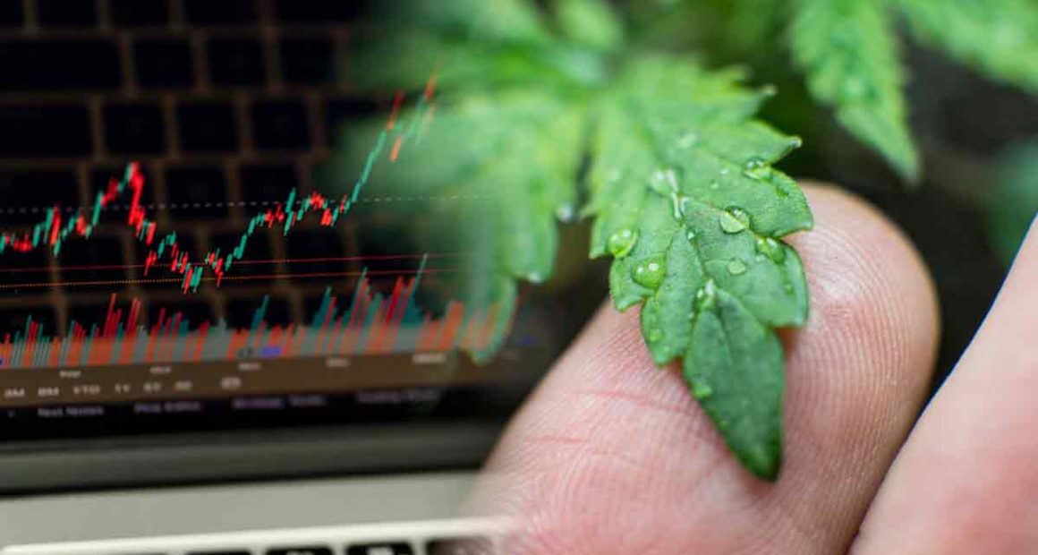 Marijuana Field Test Are Ruled Unreliable By The Courts - Marijuana ...